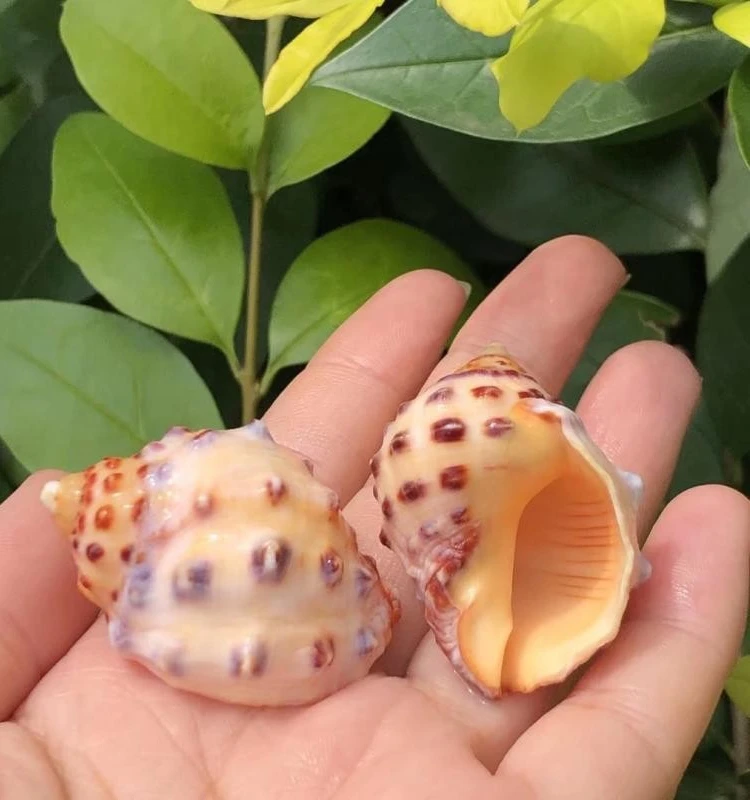 Natural-Conch-Shell-Lychee-Snail-Rolled-Shellfish-Hermit-Crab-Special ...