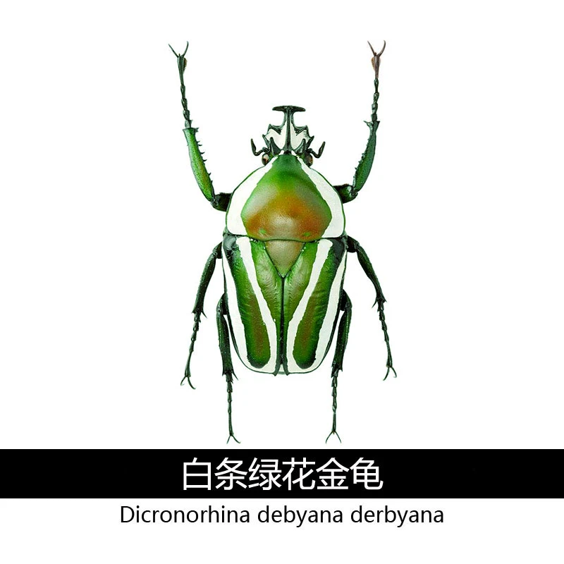 Africa Dicronorhina Debyana Golden Tortoise Scientific Research Real ...