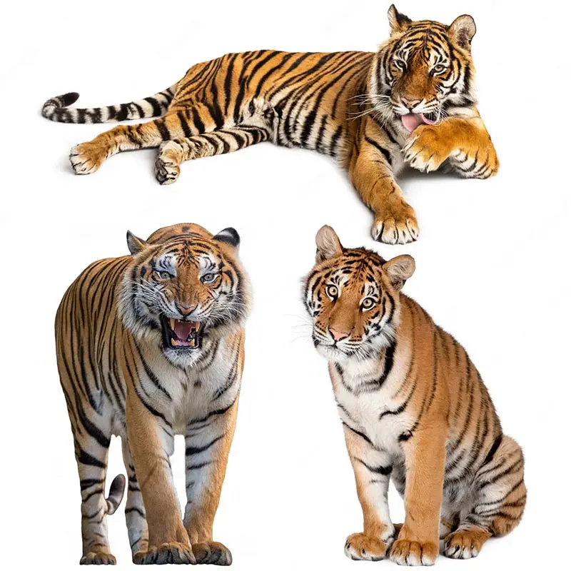 M435-Fierce-Old-Tiger-Animal-Wall-Sticker-Toilet-Living-Room-Cabinet ...