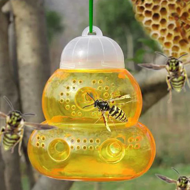Wasp Trap