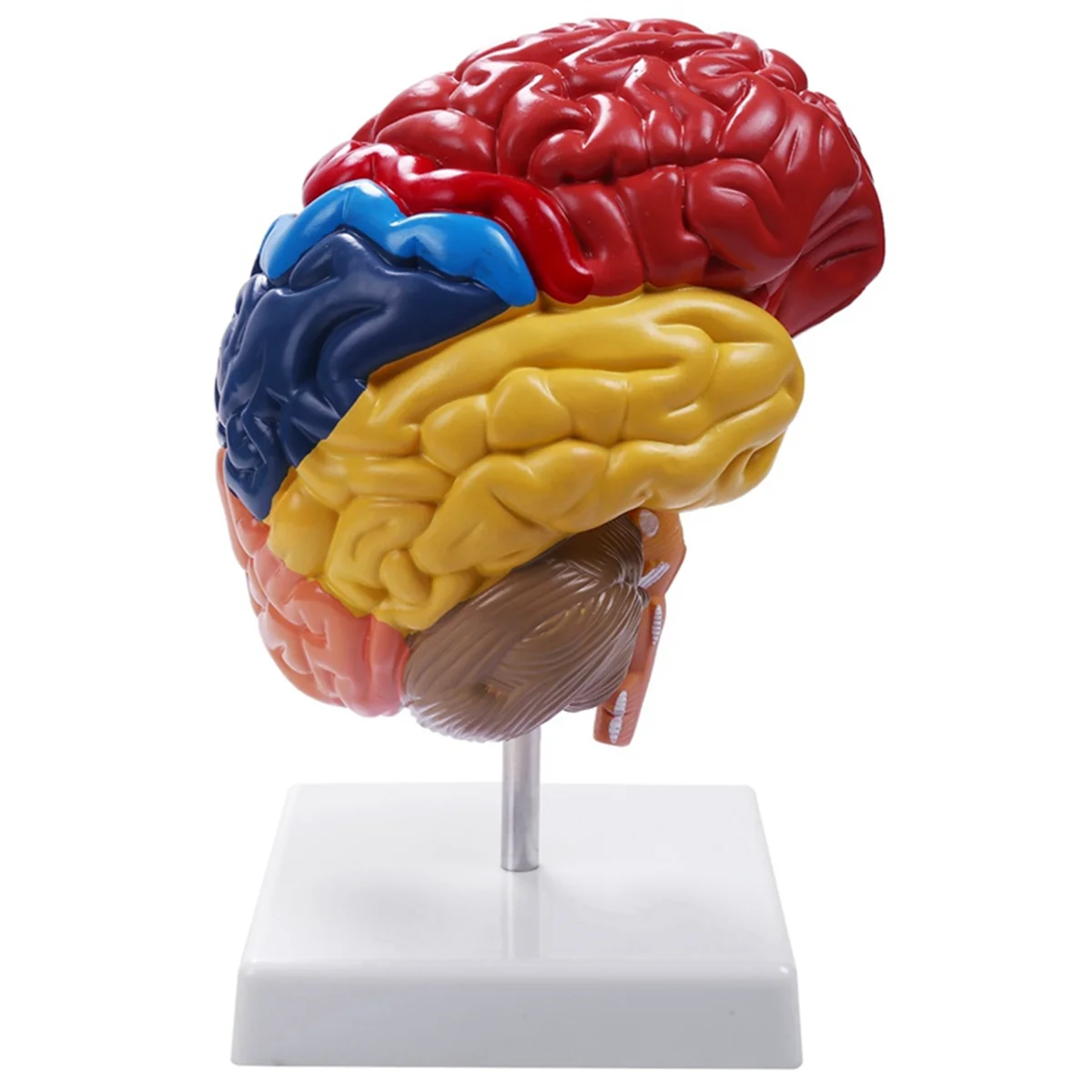 Cerebral-Anatomical-Model-Anatomy-1-1-Half-Brain-Brainstem-Teaching-Lab ...