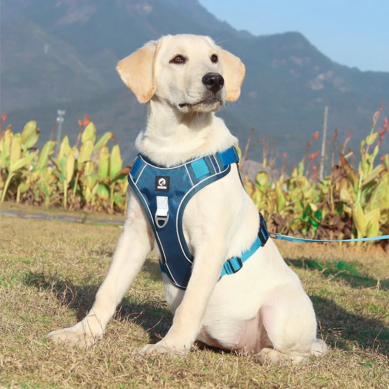 LED Lights Dog Harness Small Medium Dogs Oxford Chest Strap USB ...