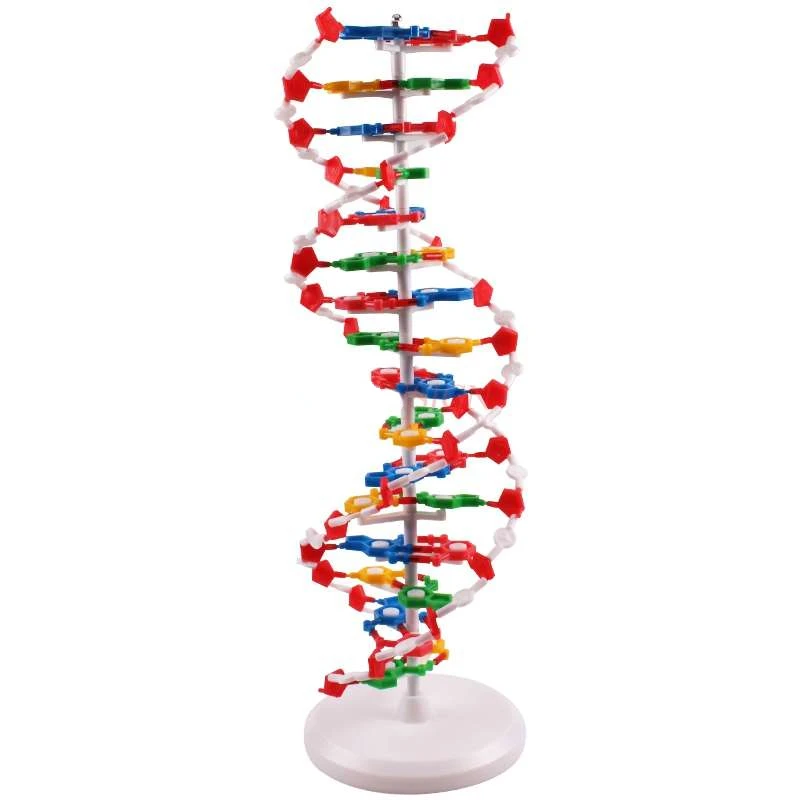 DNA-double-helix-structure-model-High-school-DNA-molecular-structure ...