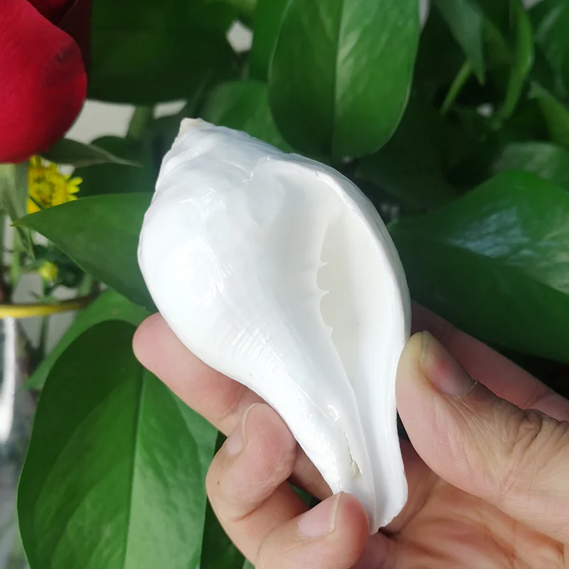 11CM-White-Conch-Natural-Indian-Chank-Shell-Conch-Home-Wedding ...