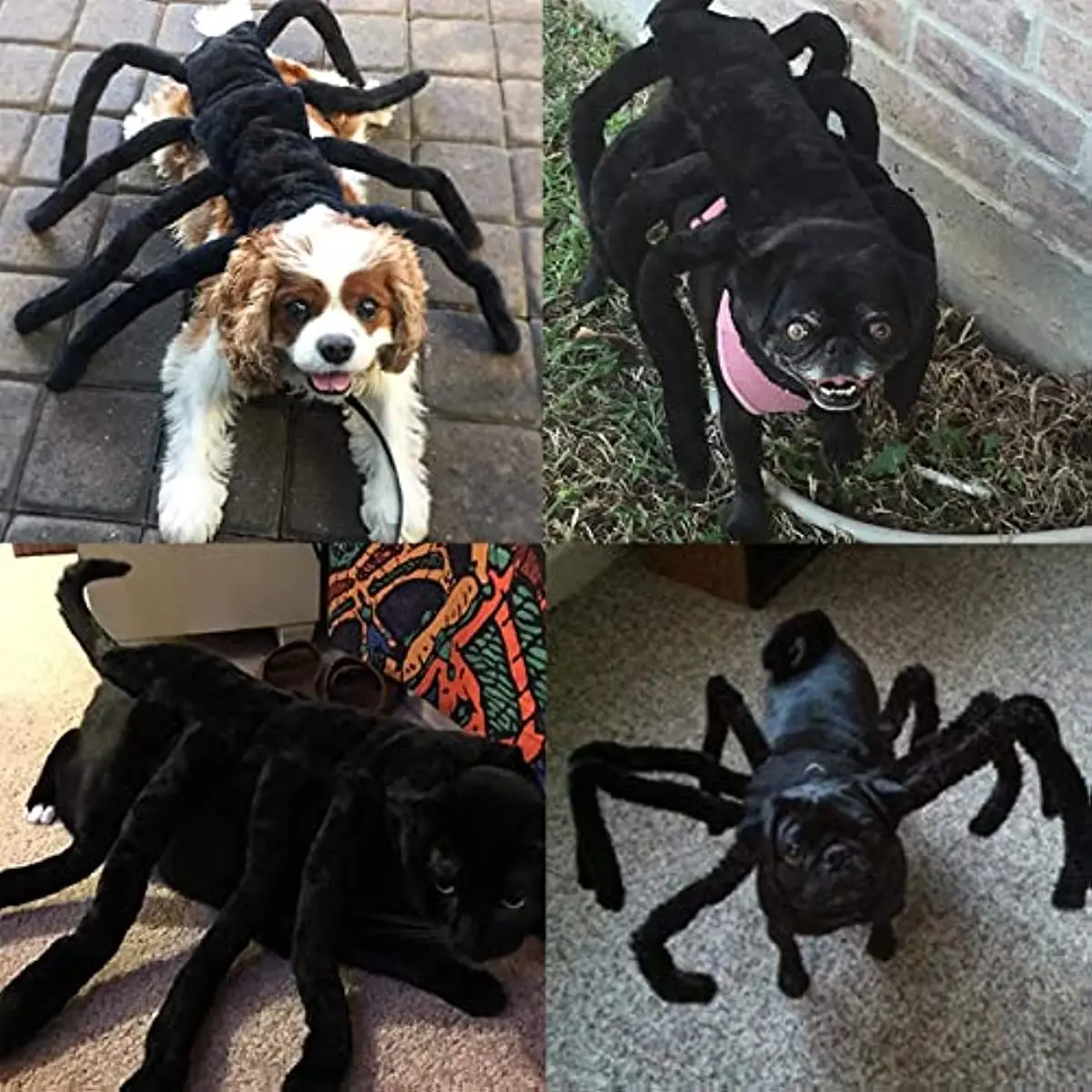 Dog Spider Halloween Costumes