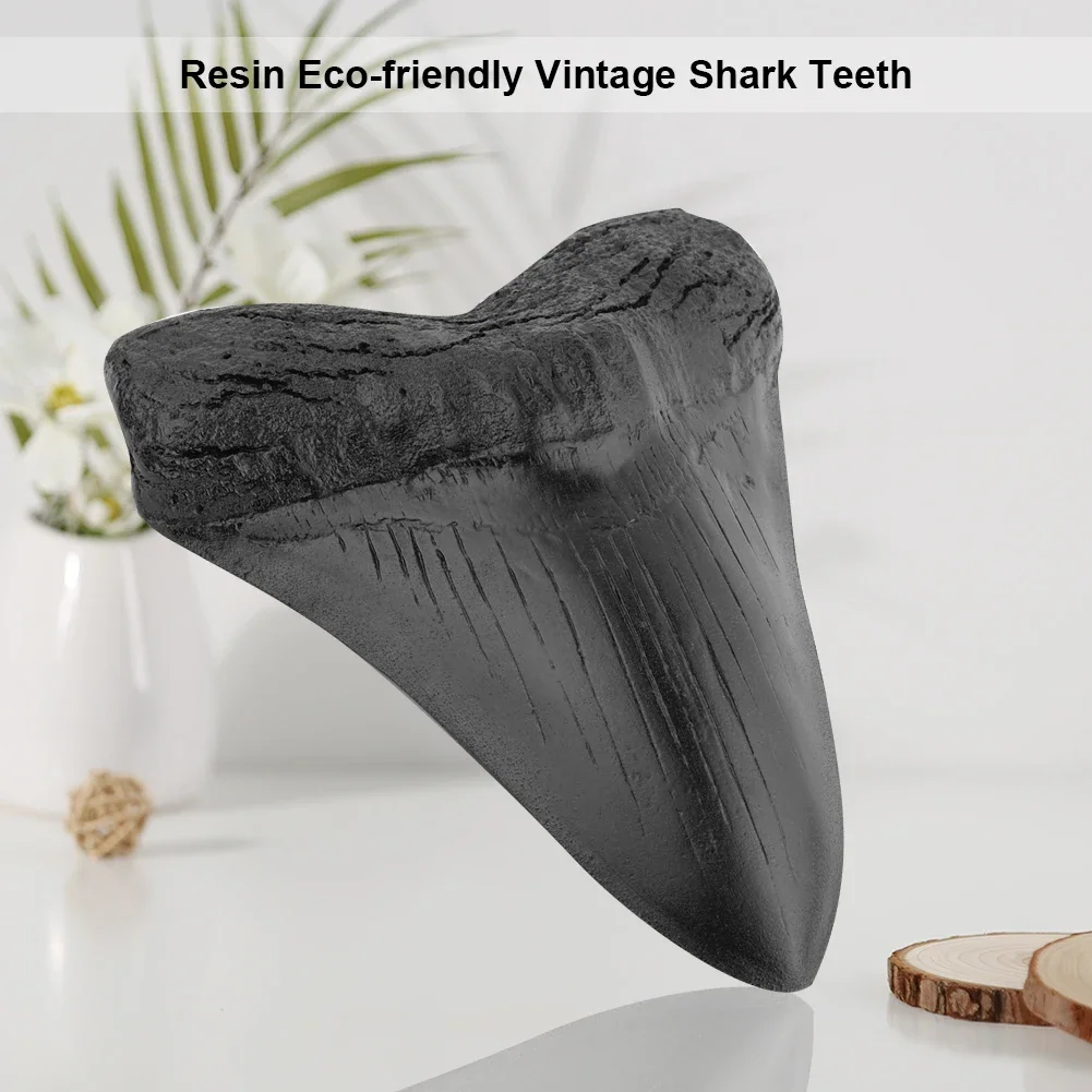 Giant Megalodon Tooth