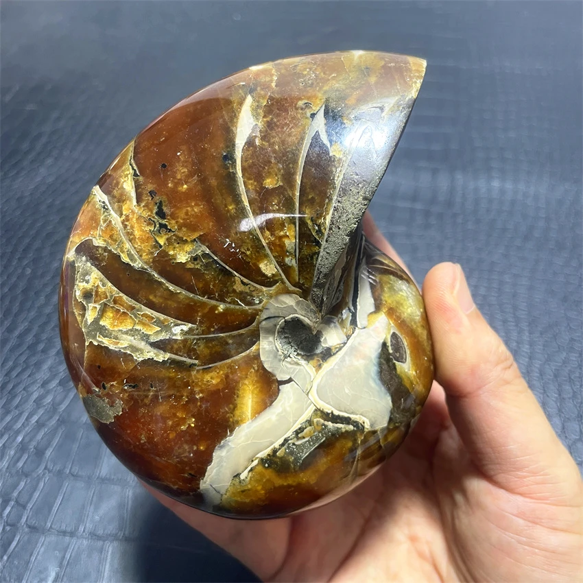 840g-Beautiful-Natural-Ammonite-Conch-Crystal-Specimen-Healing-Stones ...