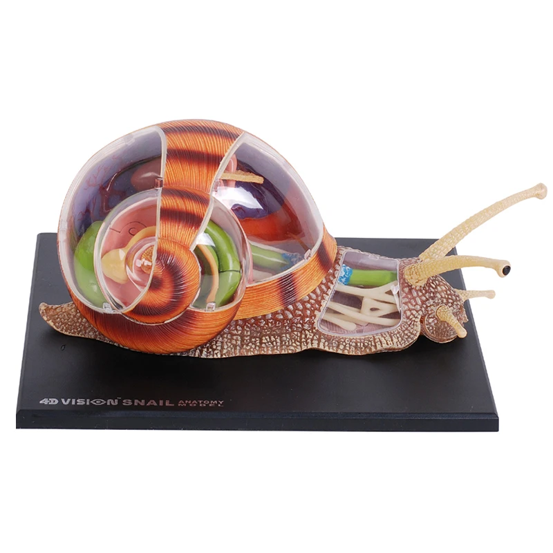 4d-Snail-Animal-Anatomy-Model-Skeleton-Medical-Teaching-Aid-Laboratory ...