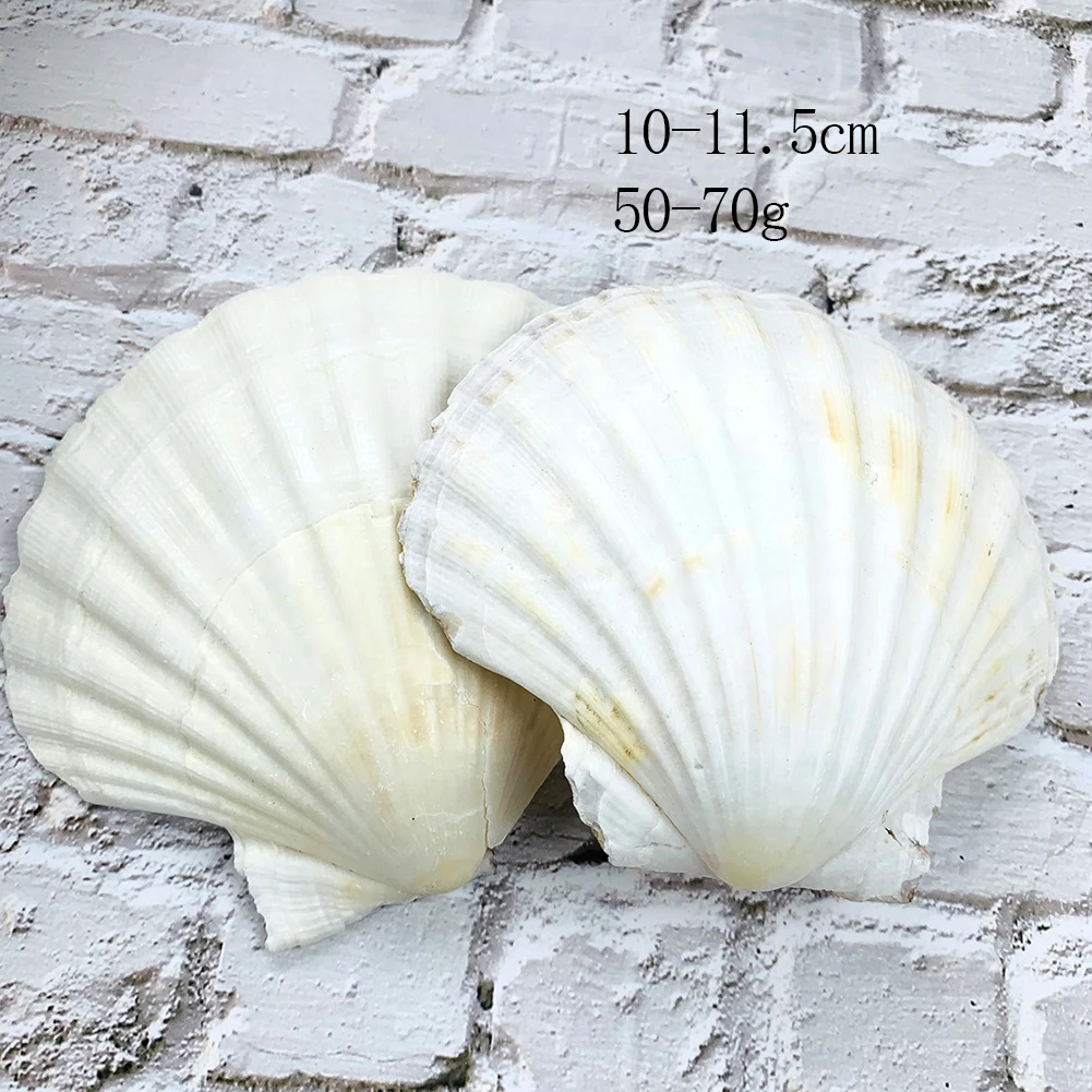 Scallop Clam Shell
