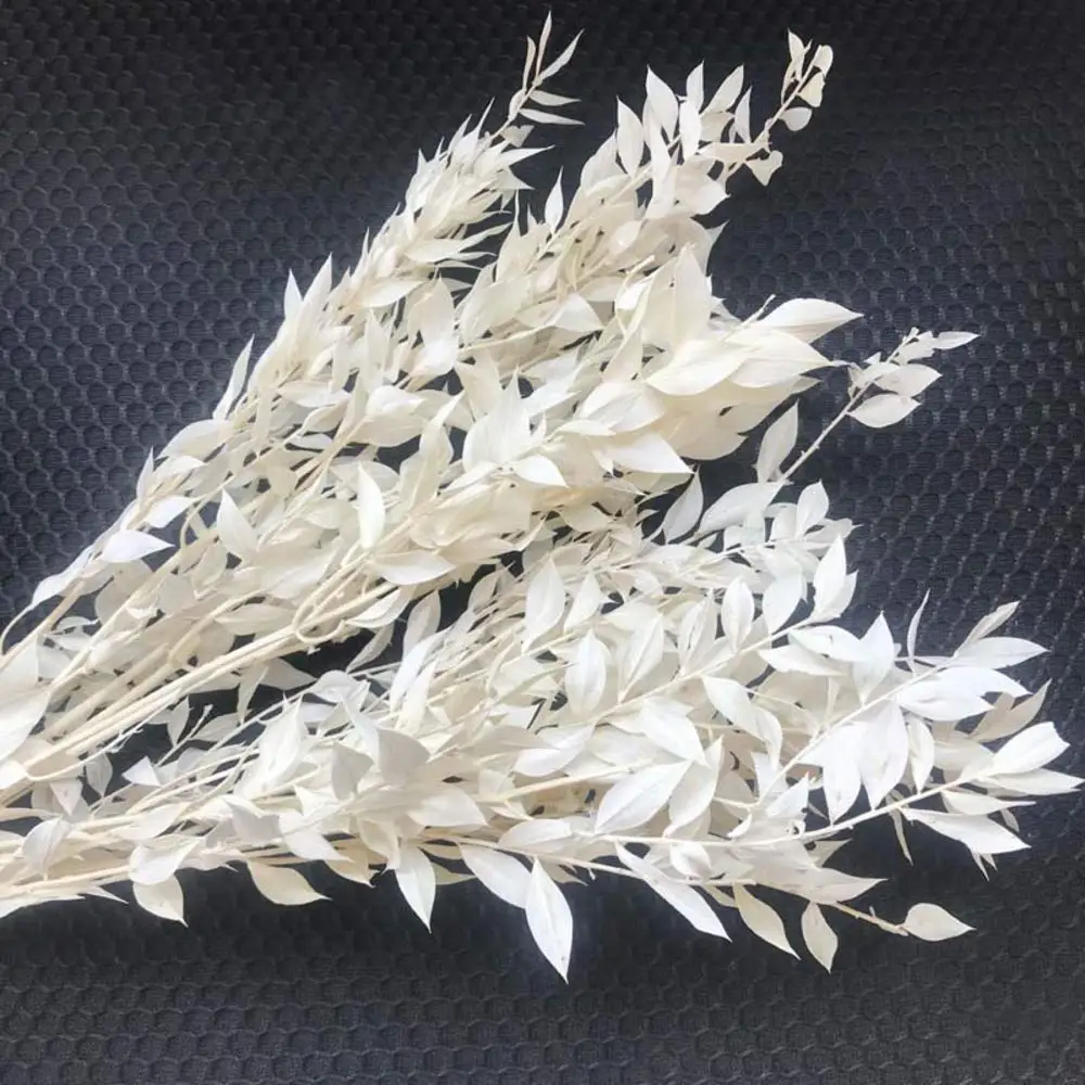 20-40g-Natural-Ruscus-Folhas-Preservadas-Eucalipto-Secas-Flor-Branca ...