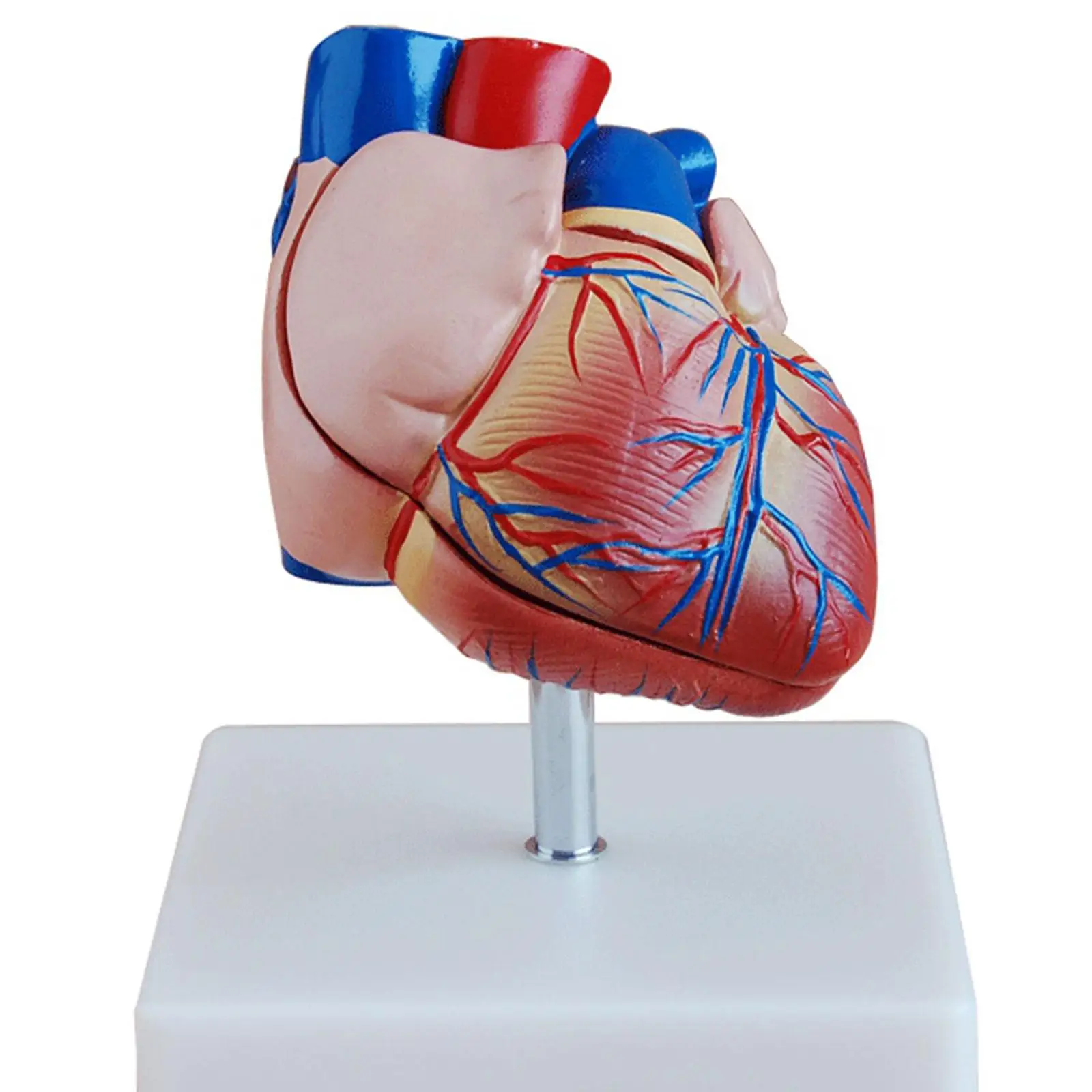 PVC Life Size Human Heart Anatomy Model 2 Part Cardiac Medical Learning ...