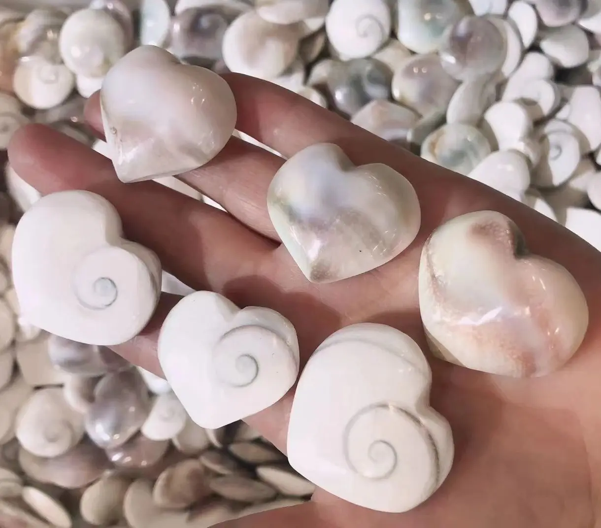 10pc Natural Mineral Sun Shell Heart shaped Specimen Healing Reiki ...