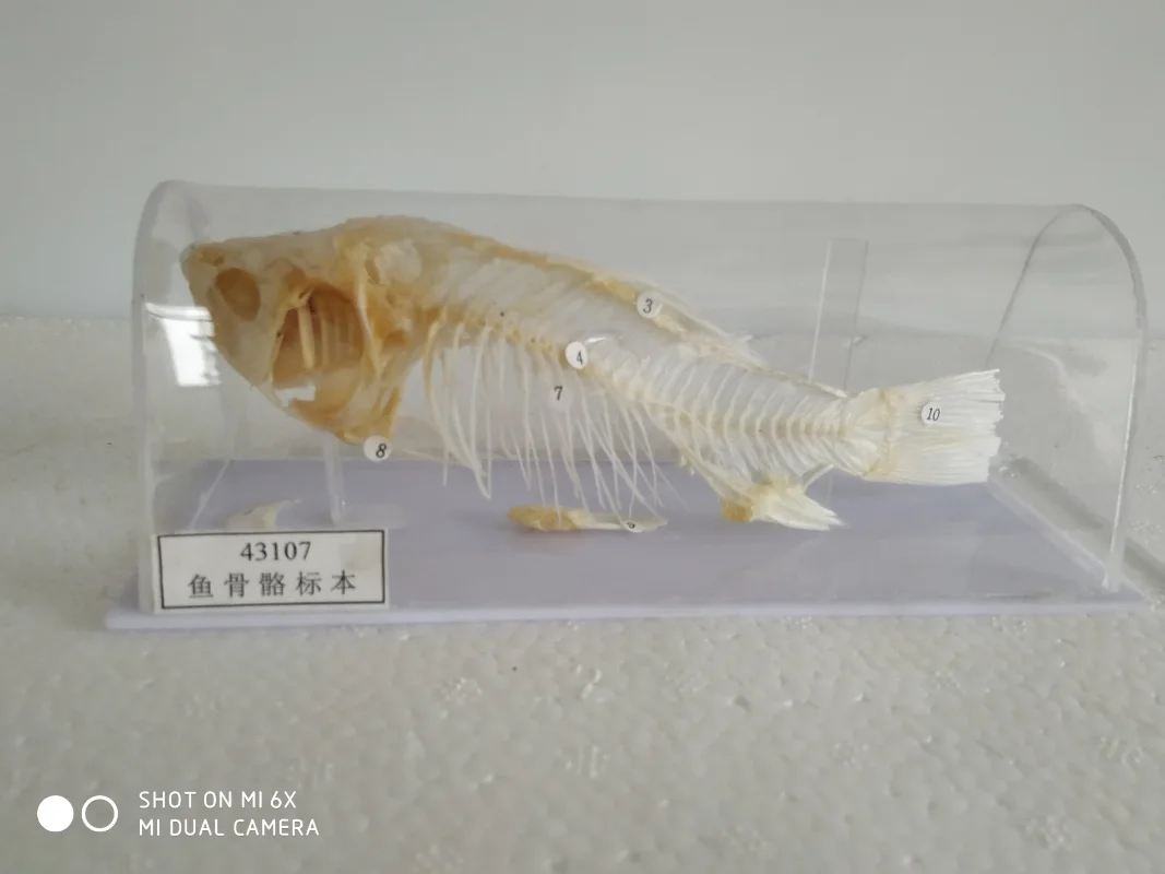 Frogfish Skeleton