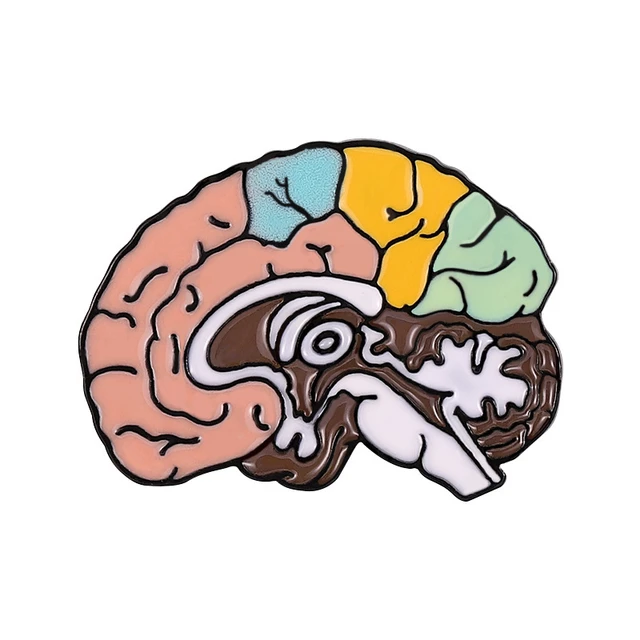 Brain Diagram Unlabeled Color