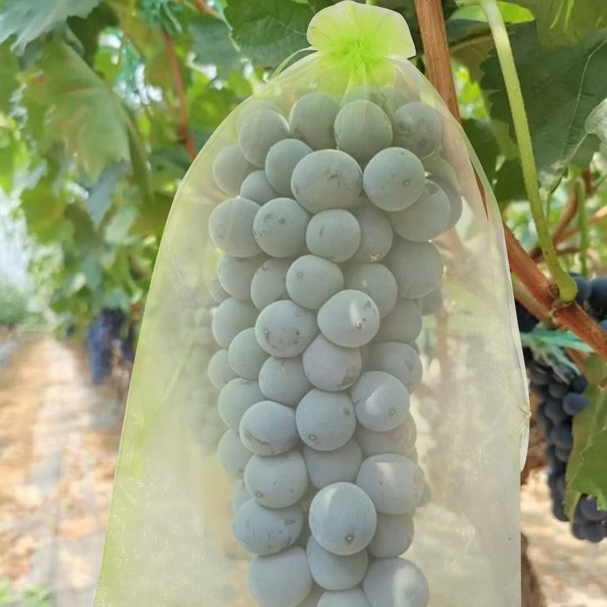 Jardinière,Sacs de Protection de raisin,100 pièces,fraises,anti-oiseaux ...