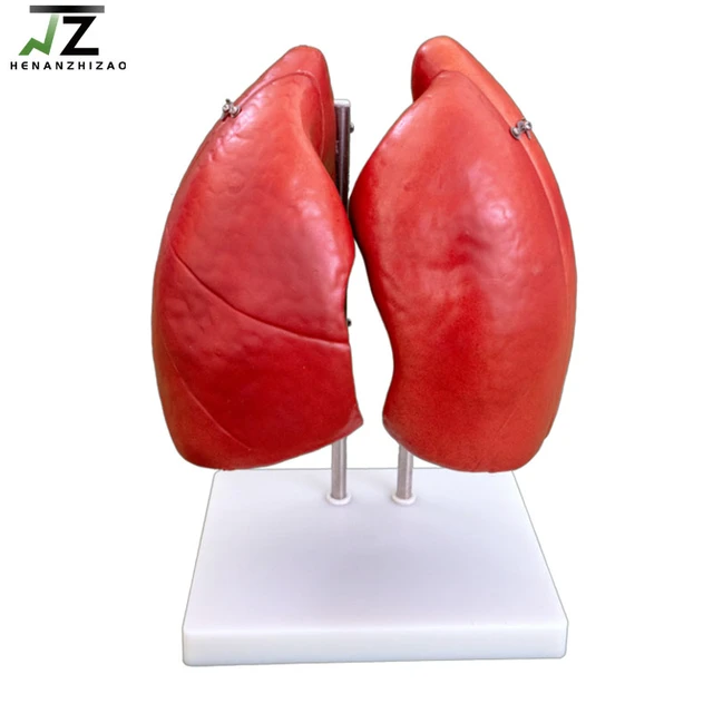 Real Human Lung Pictures