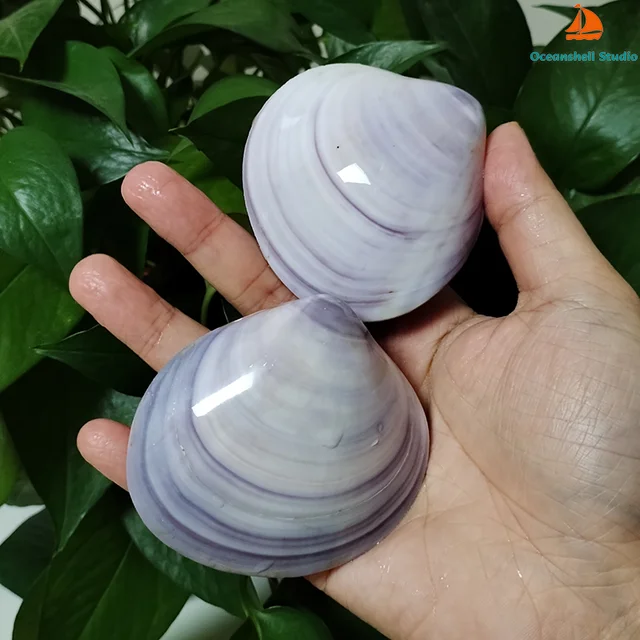 Hombre Sirena Concha Morada