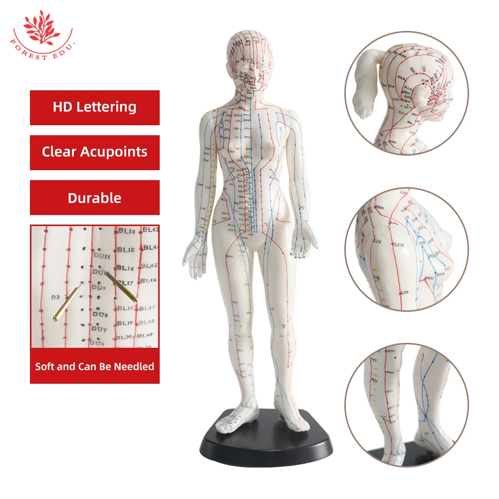 Human-Acupuncture-Model-48cm-Female-Body-English-Point-Code-Soft ...