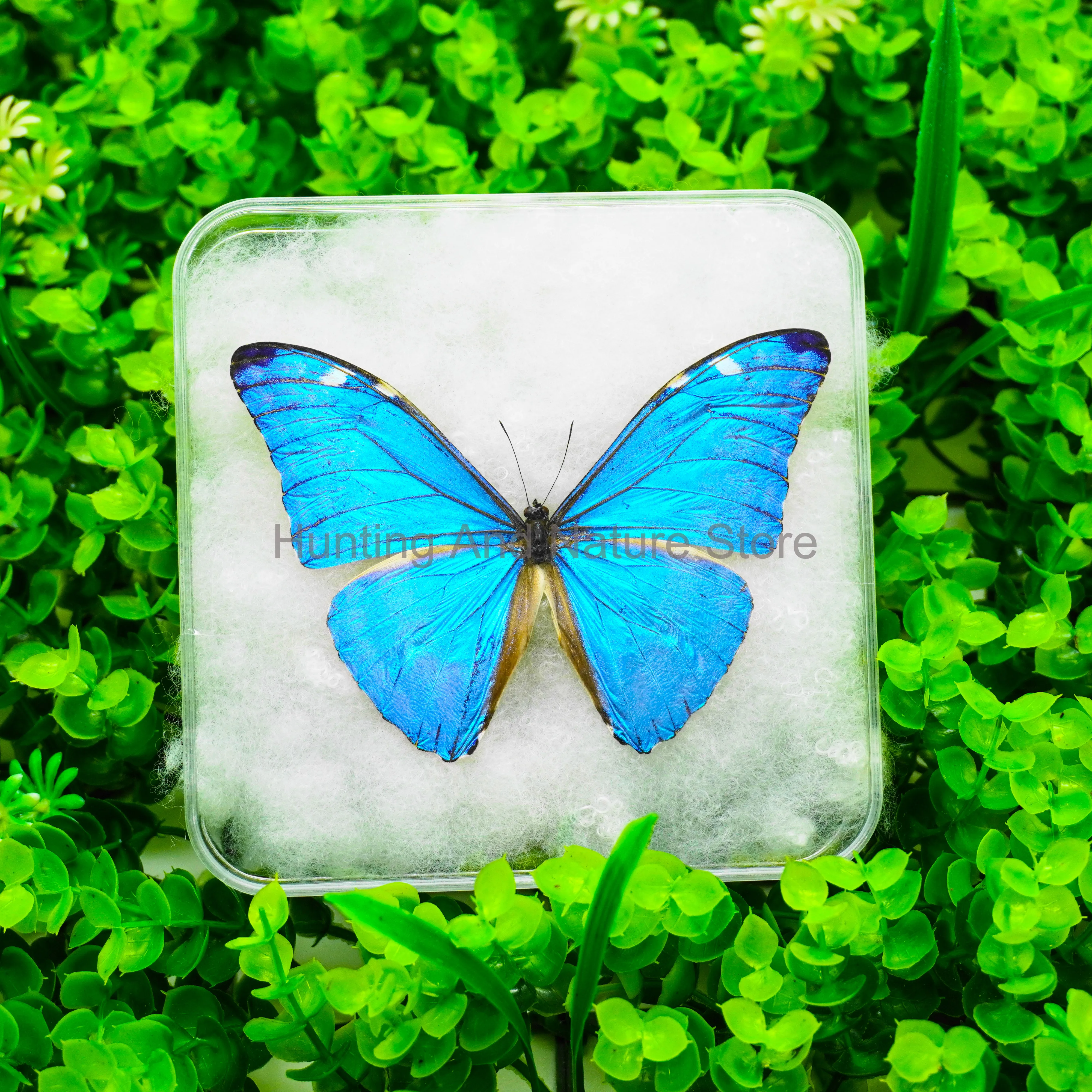 Real Butterfly Background