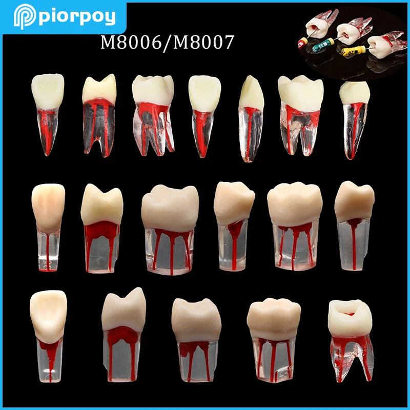 10-Pcs-Dental-Tooth-Model-Endodontic-Root-Canal-Block-RCT-Practice ...