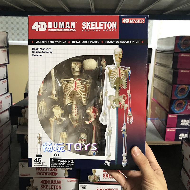 Build A Human Skeleton