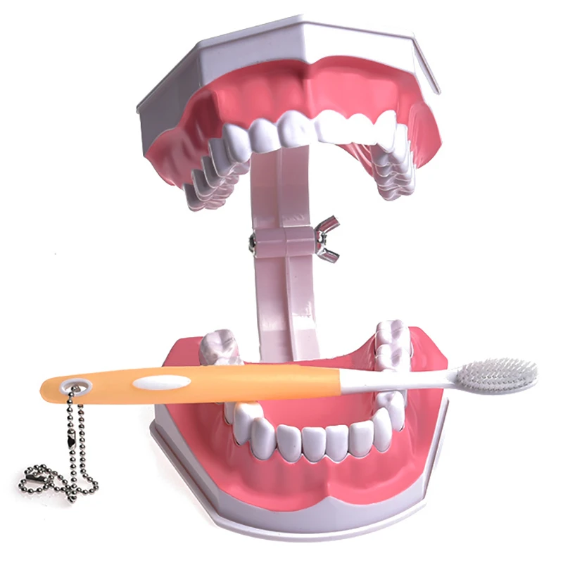Oral-health-care-dental-model-oral-teaching-model-dental-model ...