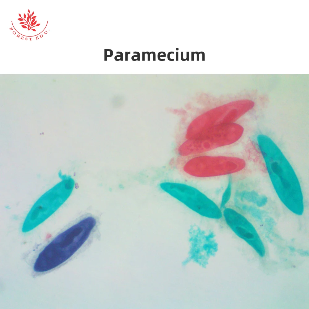 Paramecium Microscope Slide
