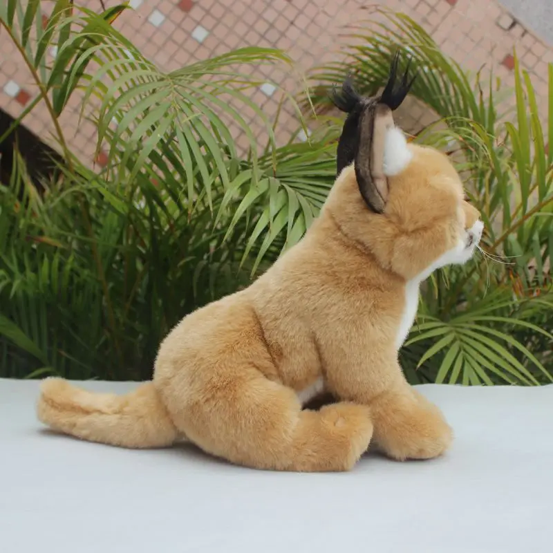 Baby African Golden Cat