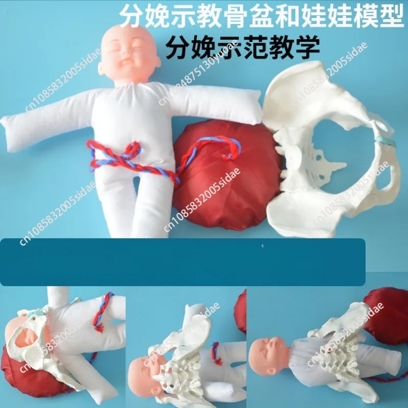 1-1-Life-Sized-Human-Delivery-Demonstration-Pelvis-Teaching-Anatomy ...