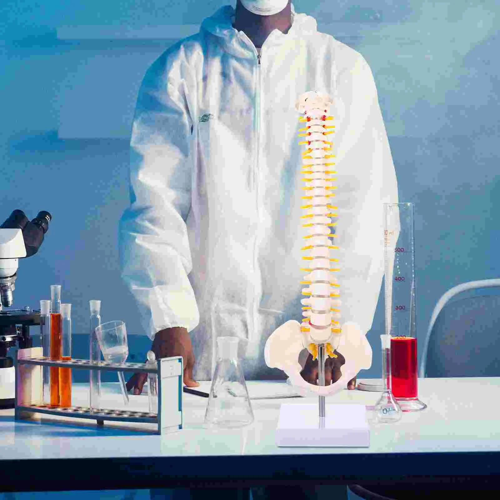 Model Spine Anatomy Human Spinal Anatomical Models Training Lumbar ...