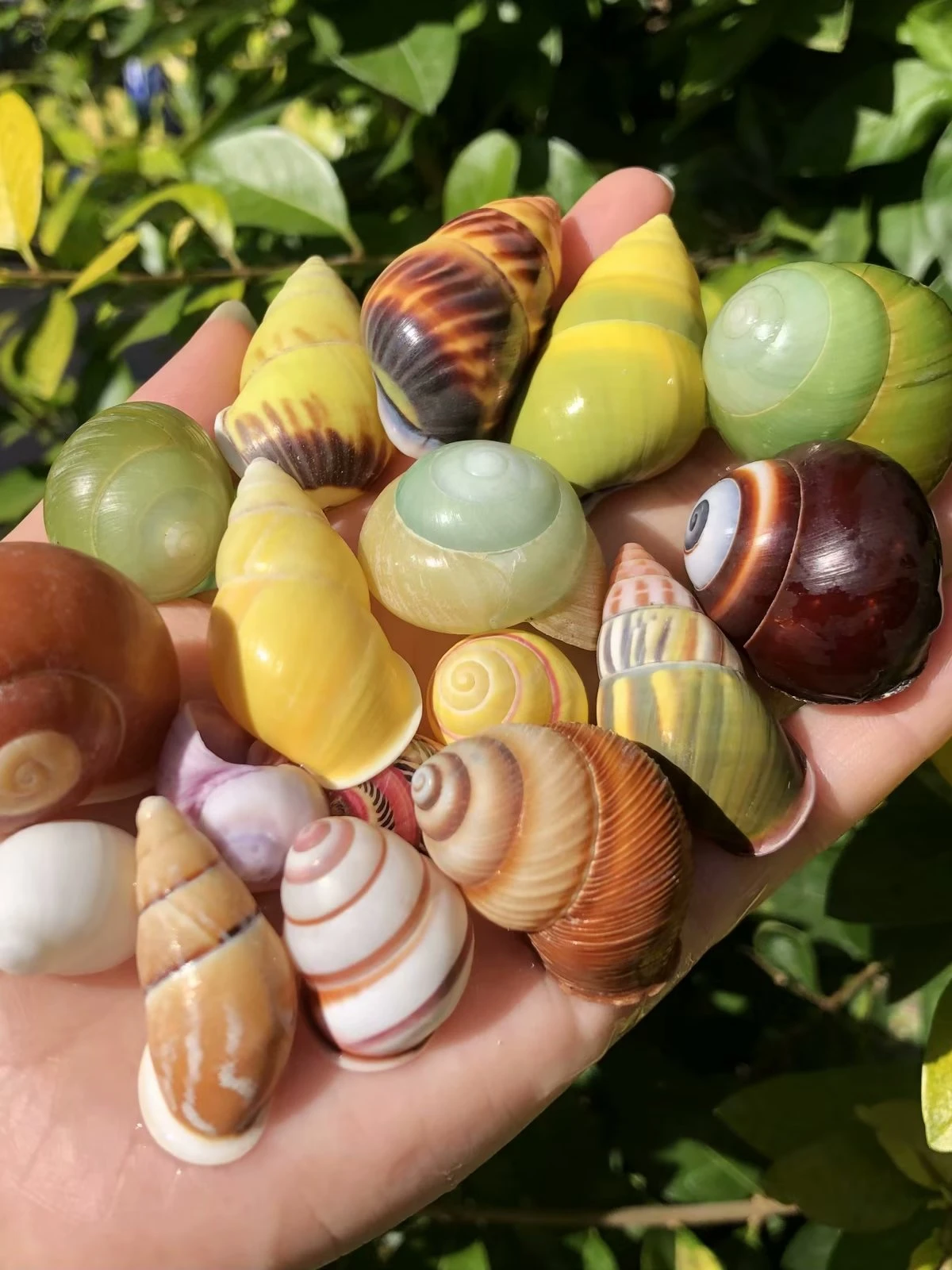 Snail-Shell-Natural-Conch-Shell-Yellow-Left-handed-Snail-Specimen-Snail ...