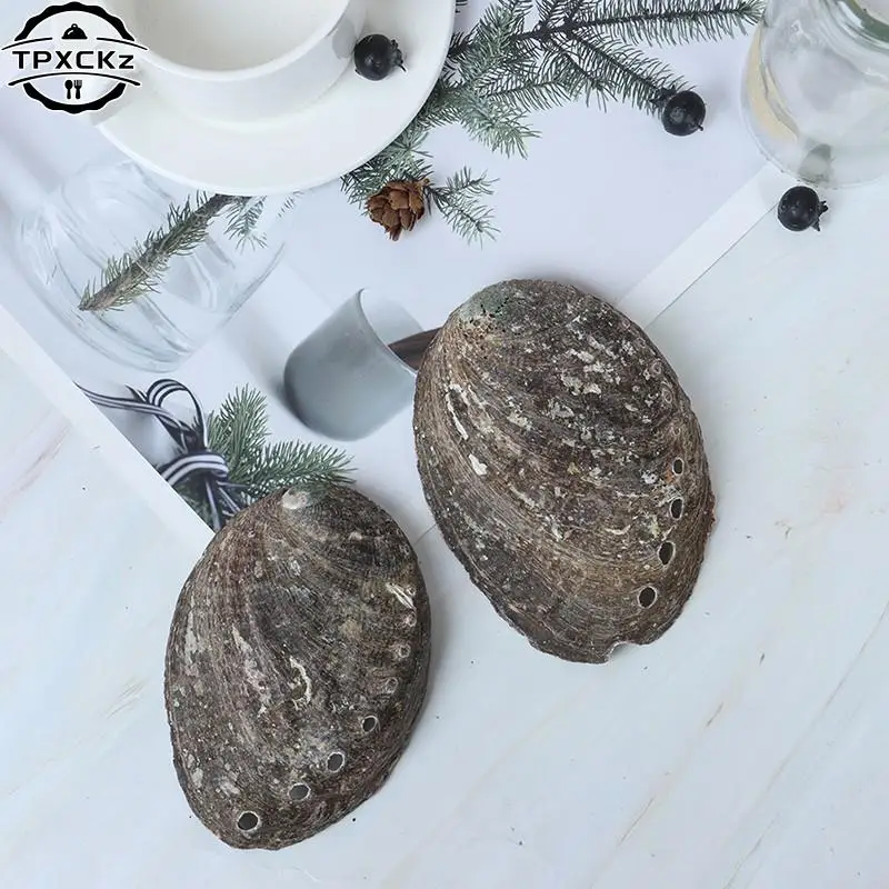 10-14Cm-Natural-Abalone-Shell-Large-Sea-Shells-Nautical-Decor-Soap ...