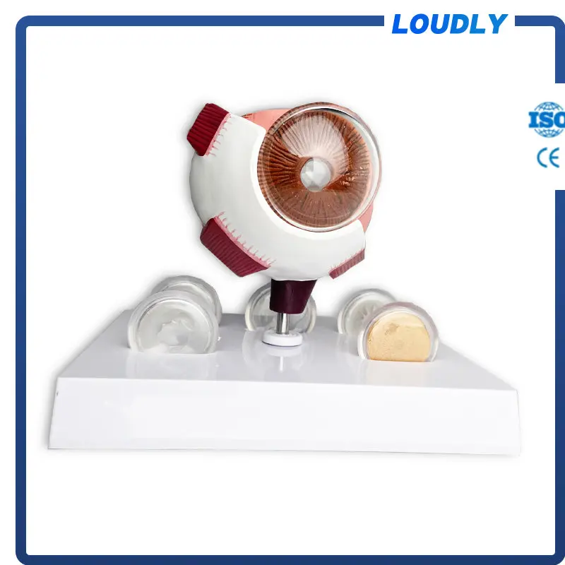 Human Eye Demonstration Teaching Prop | Medical Teaching Model | Human ...