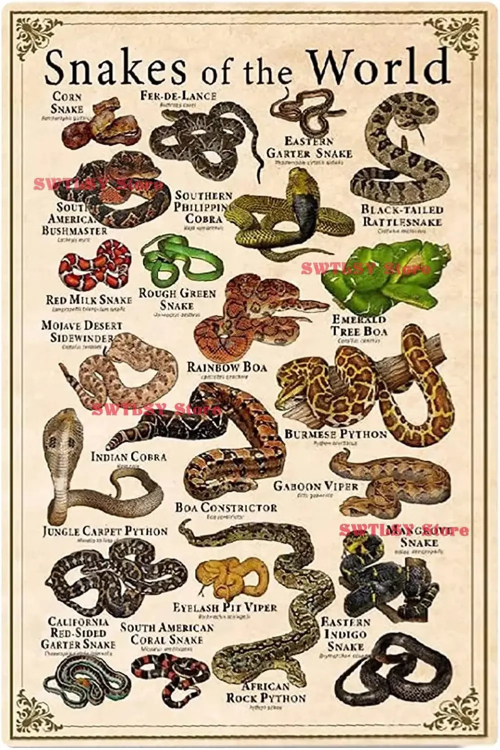 Ball Python Morphs Poster