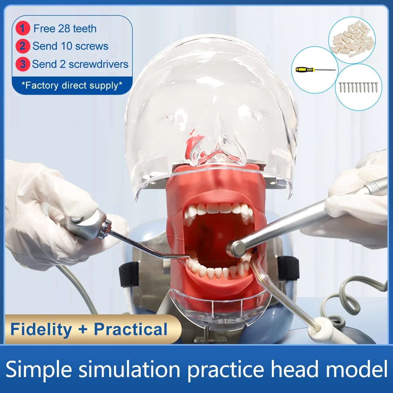 Dental Simulator Nissin Manikin Phantom Head Dental Model Resin Teeth ...