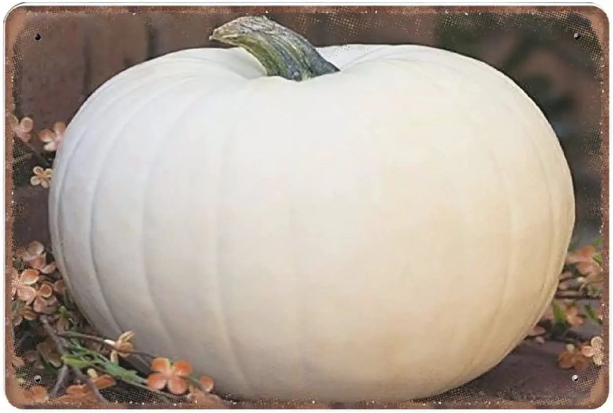 Pumpkin Seeds - Snow White Pumpkin Tin Signs, Vegetable Seeds Funny ...