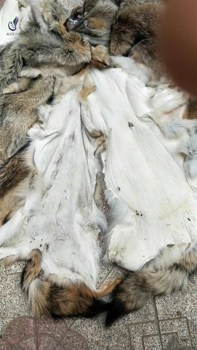 Coyote Pelt Uses