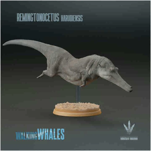 Protocetus