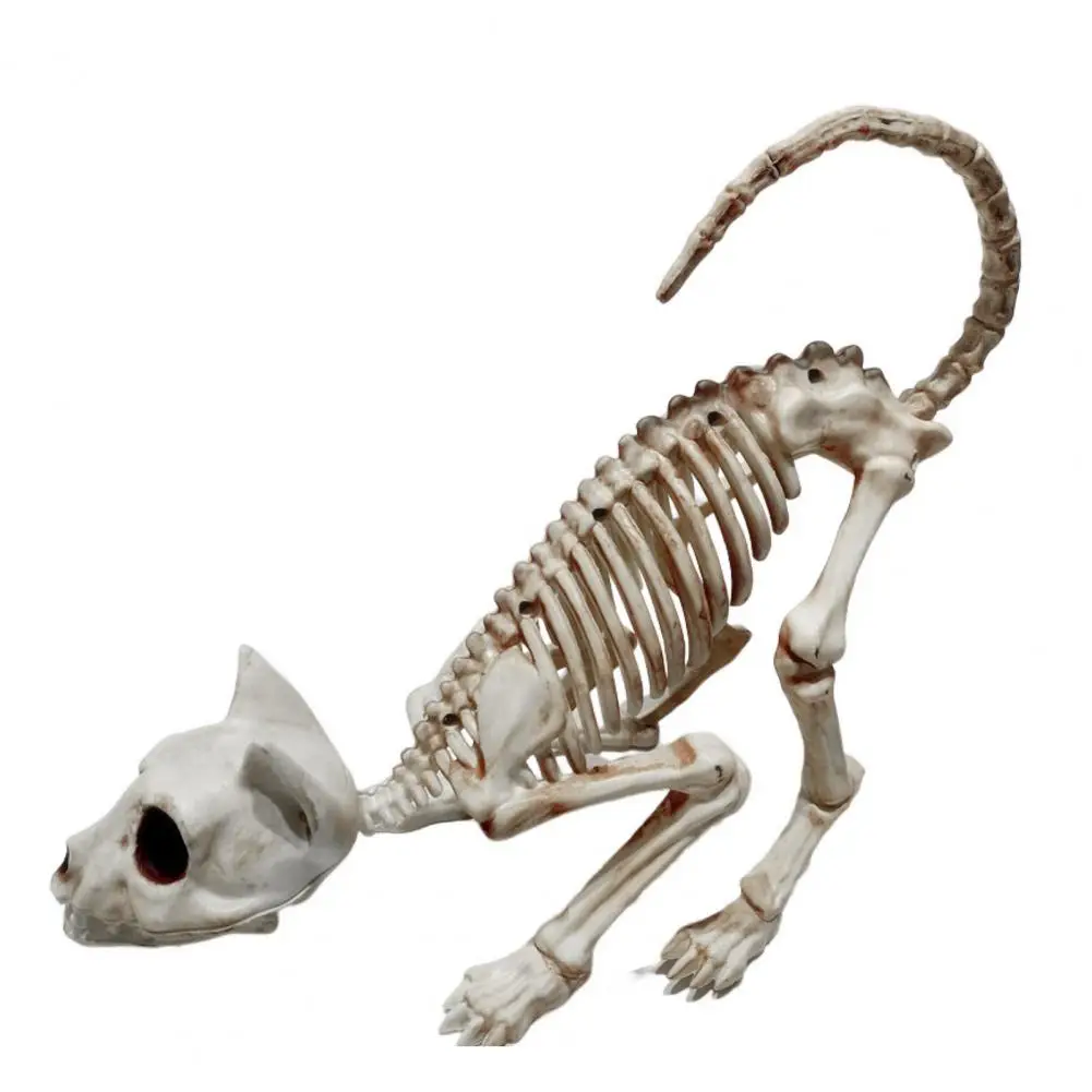Opossum Skeleton