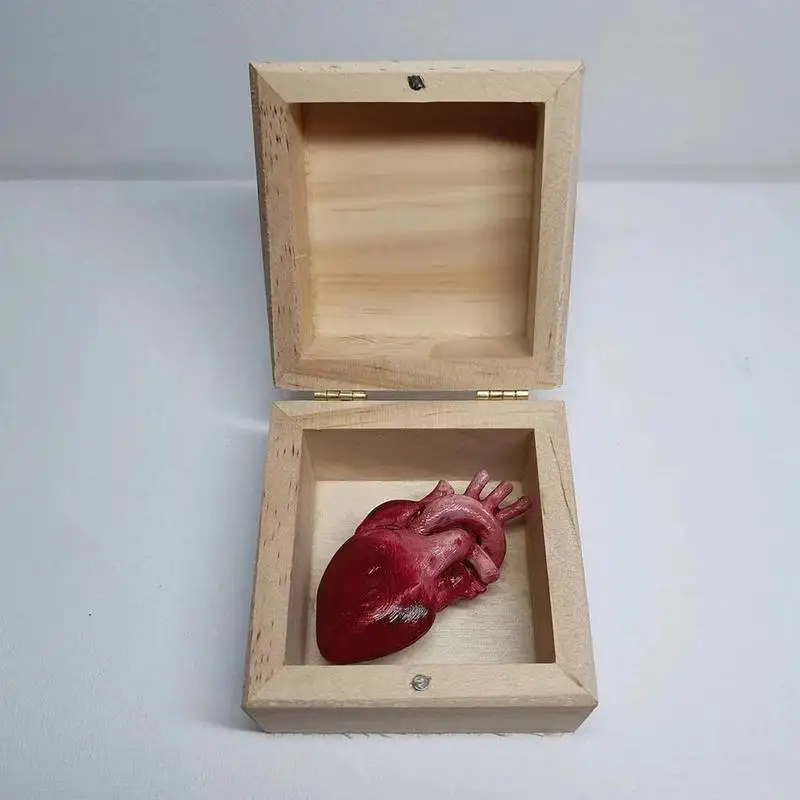 A Real Heart Organ