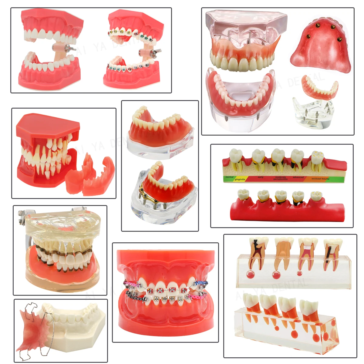 Multiple-Types-Dental-Teeth-Model-Dental-Teaching-Models-Standard ...