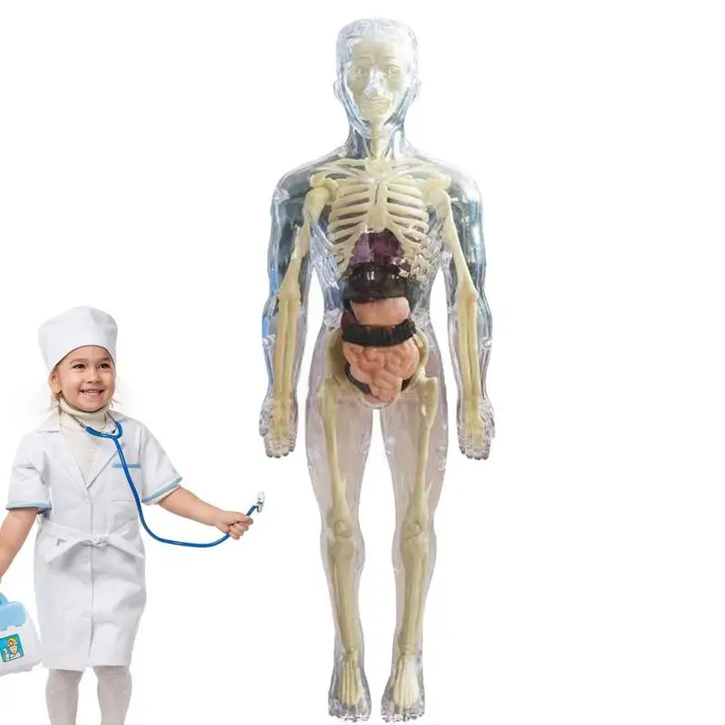 Kids-Anatomy-Toys-3D-Human-Body-Toy-Body-Anatomy-Model-Soft-Human-Body ...