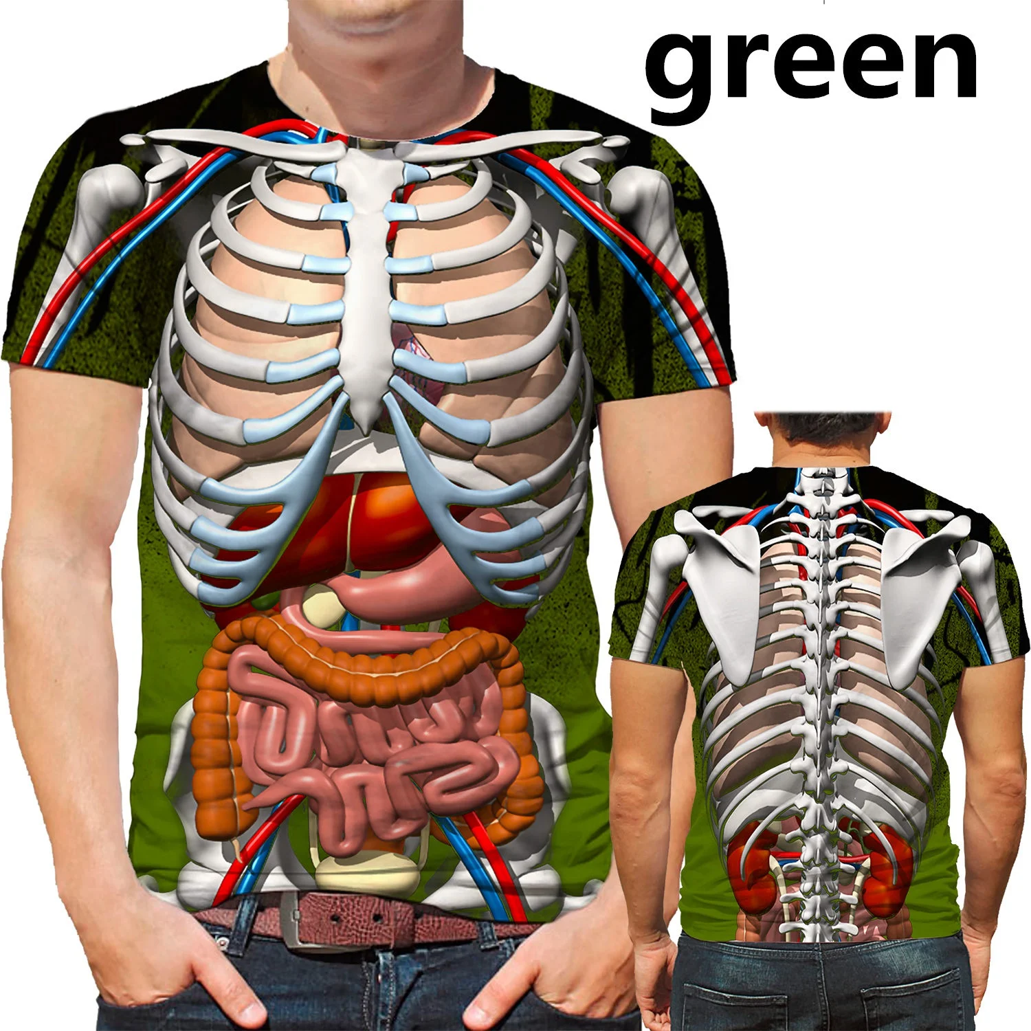 Human Skeleton With Organs