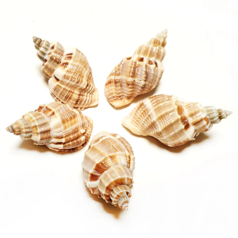 5-PCS-Natural-Merica-Asperella-Shells-Yellow-Cone-Tower-Seashell-For ...