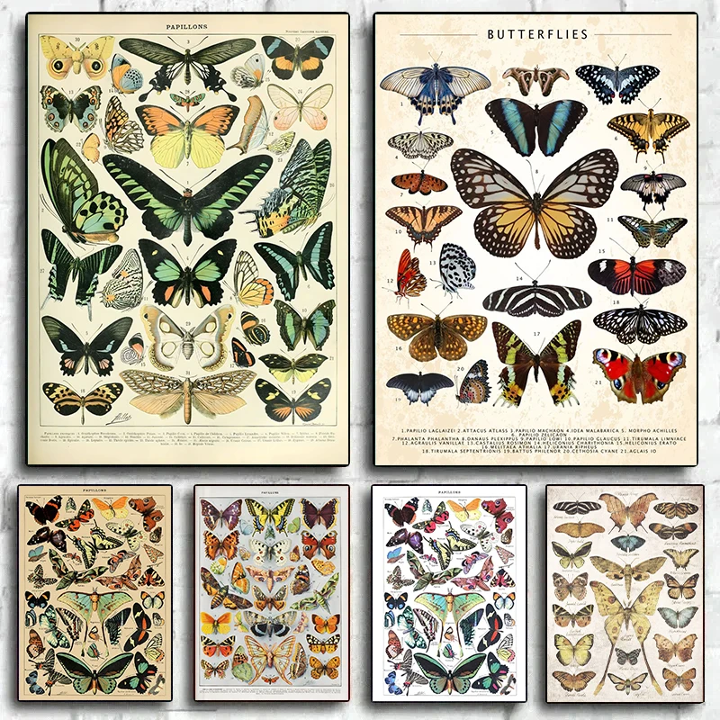 Vintage Butterfly And Insects Collection Chart Poster Canvas Painting ...