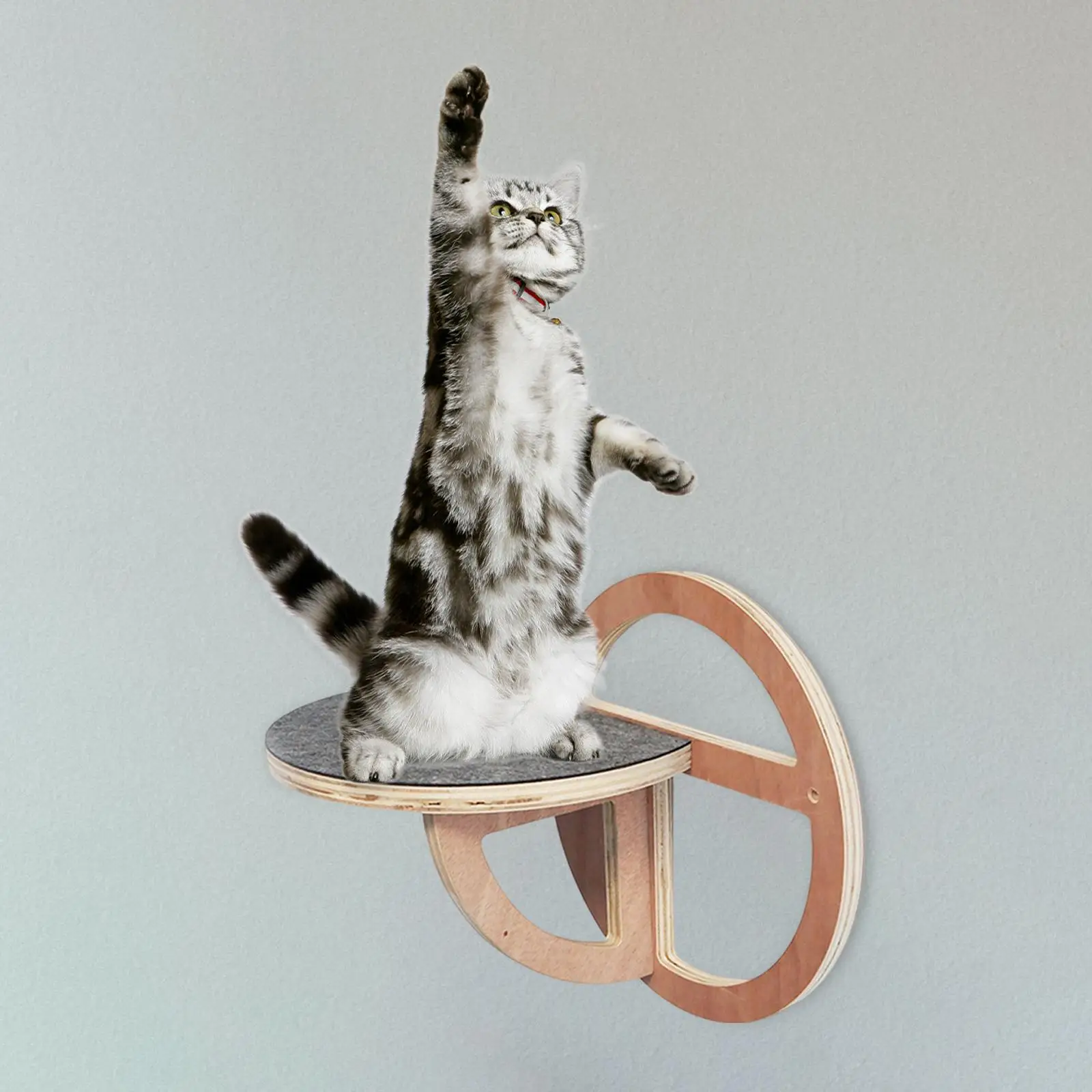 Kitten Jumping