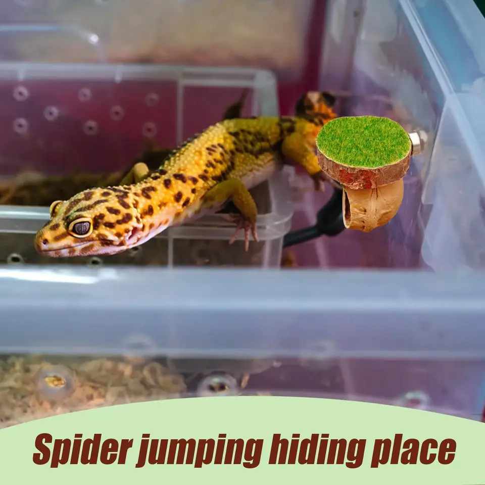 Jumping Spider Hide Tarantula Enclosure Spider Hide Magnetic Jumping ...
