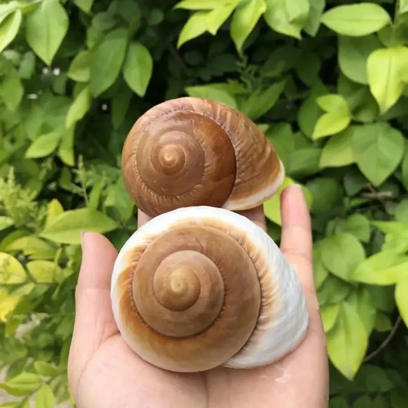 2pcs-pack-Bread-snail-natural-conch-shell-fish-tank-landscaping ...