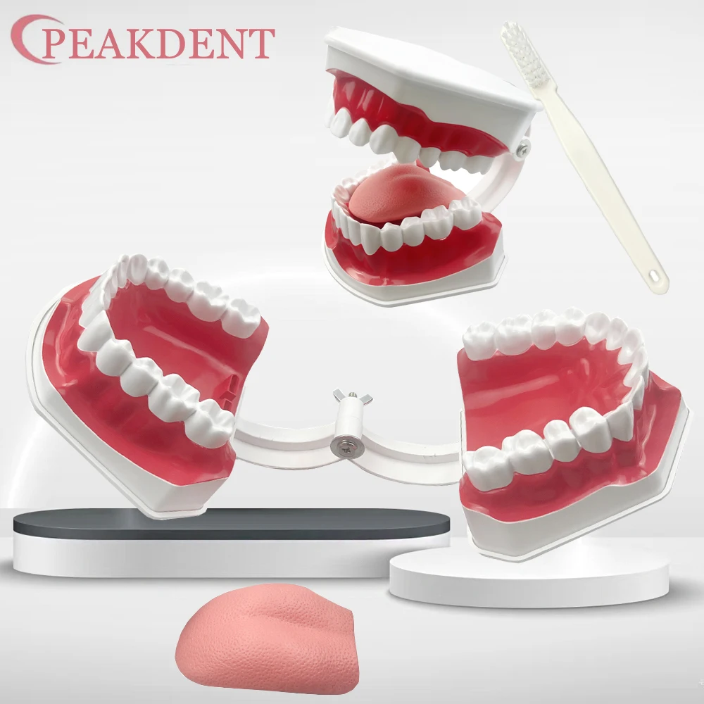 Dental Large Teeth Demonstration Model Typodont With Removable Tongue ...