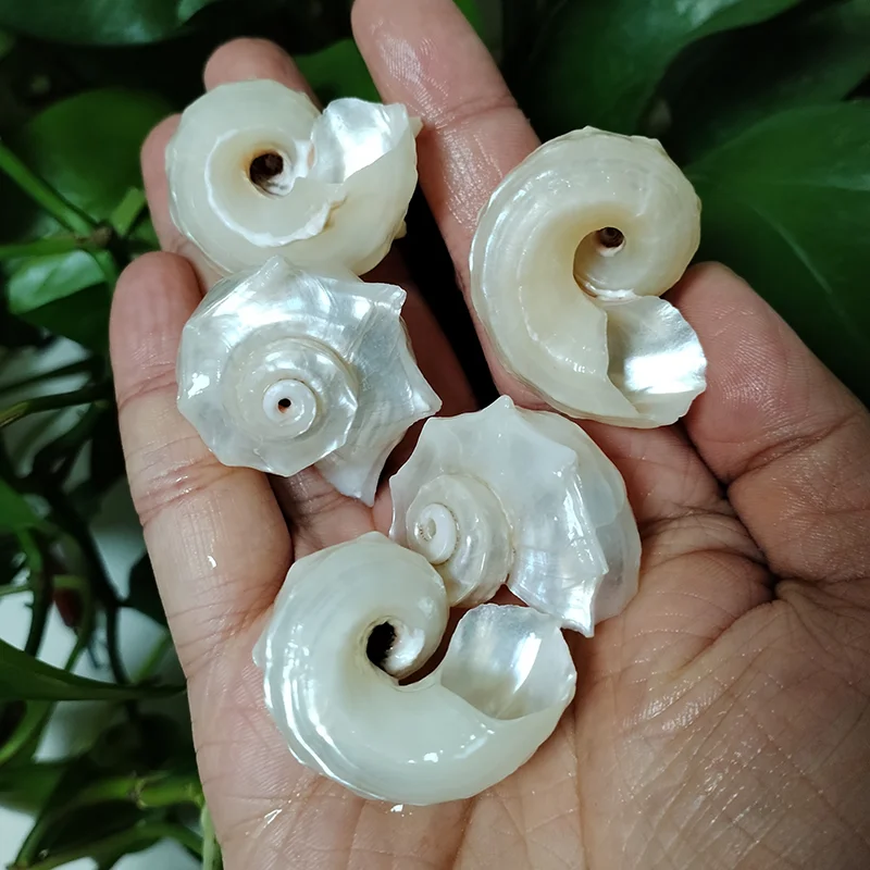 5 PC Polished Luminous Shells Real White Round Seahorse Conch Seashell ...